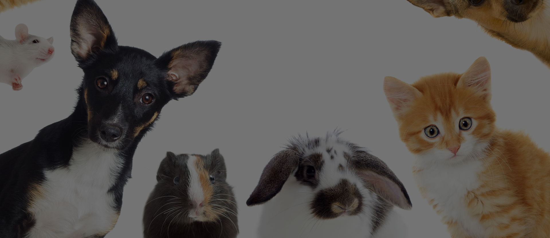 Blog animaux Alimentation, éducation, hygiène, mutuelles...